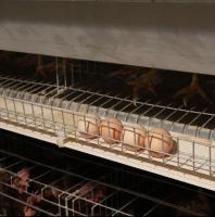 China Customizable Hot-Dip Galvanized Steel Poultry Farming Equipment with 3-8 Layers and Automatic Feeding System for Broiler Chickens for sale