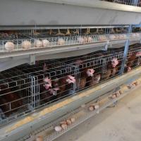 China Steel Chicken Coop with Modular Design Energy Saving System and Galvanized Steel Frame for sale