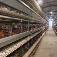 China Customizable Hot-Dip Galvanized Steel Poultry Farming Equipment with 3-8 Layers and Automatic Feeding System for Broiler Chickens for sale