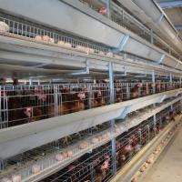 China Customizable Hot-Dip Galvanized Steel Poultry Farming Equipment with 3-8 Layers and Automatic Feeding System for Broiler Chickens for sale