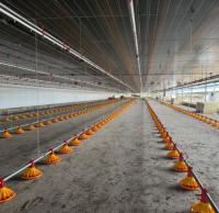 China High Efficiency Easy Setup Poultry Farming Equipment with Hot Dip Galvanized Steel Automatic Poultry Cage System for sale