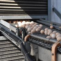 China Customizable Modern Smart Automated Control Galvanized Steel Poultry Farm Equipment with Modular Design for sale