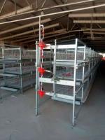 China Agrieso Full Automatic Hot Galvanized 4 Tier Poultry Farm Cage with Manure Removal System for sale
