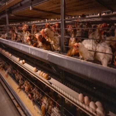 China Steel Chicken Coop with Modular Design Energy Saving System and Galvanized Steel Frame for sale