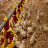 China High Efficiency Easy Setup Poultry Farming Equipment with Hot Dip Galvanized Steel Automatic Poultry Cage System for sale