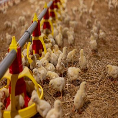 China High Efficiency Easy Setup Poultry Farming Equipment with Hot Dip Galvanized Steel Automatic Poultry Cage System for sale