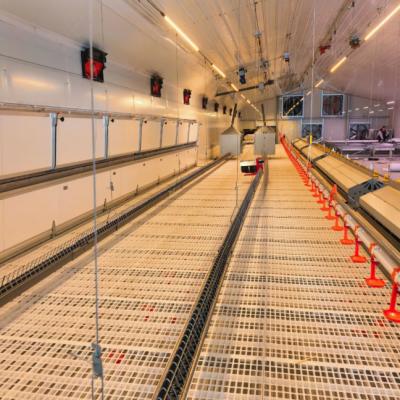 China Hot-Dip Galvanized Steel Layer Cage with Automated Feeding System for High Egg Production Rate for sale