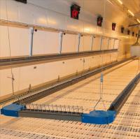 China Automatic Poultry Feeding System with Galvanized Steel Construction and Automatic Feeding Control for Chicken Farm Equipment for sale