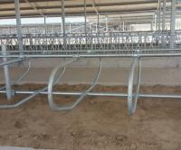 China Hot DIP Galvanized Cow Freestall with Customized Size and Bolt Connection for Cattle Farm Equipment for sale