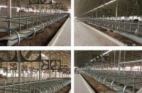 China Hot DIP Galvanized Cow Freestall with Customized Size and Bolt Connection for Cattle Farm Equipment for sale