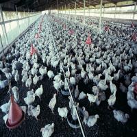 China Corrosion-Resistant Energy-Efficient Poultry Farm Climate Control Fan with Automated Control for sale