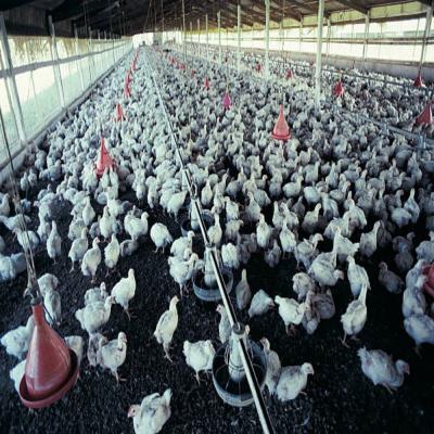 China Corrosion-Resistant Energy-Efficient Poultry Farm Climate Control Fan with Automated Control for sale