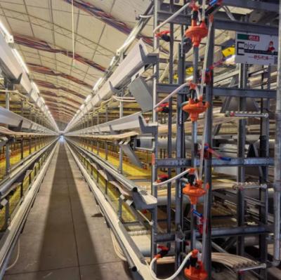 China Hot-dip Zinc Broiler Chicken Cage with Modular Design and Automatic Feeding System for Poultry Farming for sale