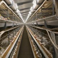 China 30-Year Lifespan Chicken House Farming Equipment with Large Clear Span and Corrosion Resistance for Poultry Shed for sale