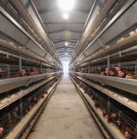 China 30-Year Lifespan Chicken House Farming Equipment with Large Clear Span and Corrosion Resistance for Poultry Shed for sale