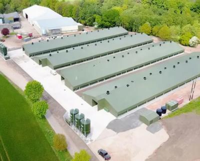 China Corrosion Resistant Broiler Floor System with 40-Year Warranty and 3 Feeder Levels for Poultry House for sale