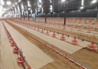 China Corrosion Resistant Broiler Floor System with 40-Year Warranty and 3 Feeder Levels for Poultry House for sale