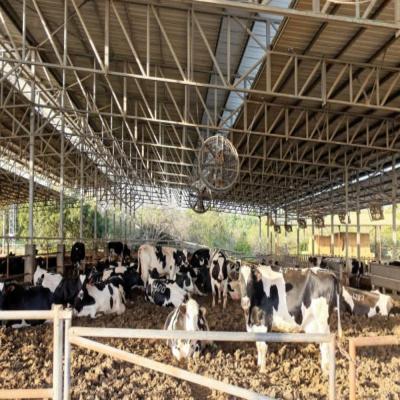 China Galvanized Steel Rust Resistant Cattle Housing with Easy Assembly for Dairy and Beef Livestock Buildings for sale
