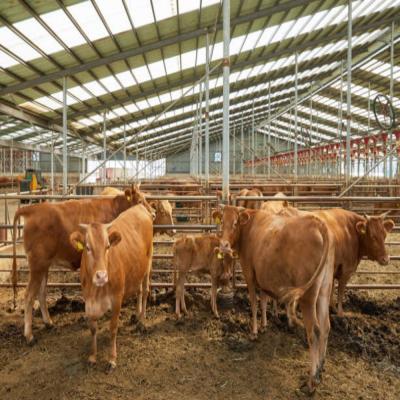 China Weather-resistant Open-Side Cattle Shed with Bolt-Together Assembly and Customizable Dimensions for sale