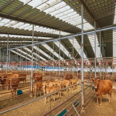 China Heavy-Duty Steel Frame Beef Cattle Feedlot Shed with Natural Ventilation and Galvanized Coating for sale
