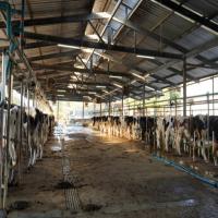 China Galvanized Steel Modular Calf Rearing Shed with Pre-engineered Frame and Excellent Corrosion Resistance for sale