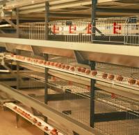 China Hot-Dip Galvanized H-Type Battery Layer Cage with Automatic Nipple Drinkers and Wind and Rain Resistant Poultry Farming Equipment for sale