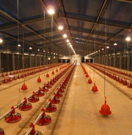 China Modular Structure Closed Poultry House System with Adjustable Vents and Hot-Dip Galvanized Automatic Chicken Broiler Farm Equipment for sale