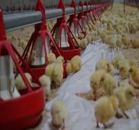 China Automatic Portable Poultry House with Bolt Connection and Gable Roof Steel Structure Building for sale