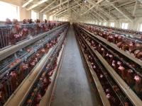 China Low Cost Steel Structure Chicken House with Quick Assembly and Customizable Finishes for Poultry Farming for sale