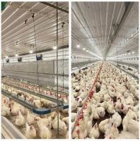 China Customizable Broiler Flat Rearing Equipment with Steel Frame, Natural and Artificial Lighting Options, and Wind and Rain Resistance for Large Poultry Farms for sale