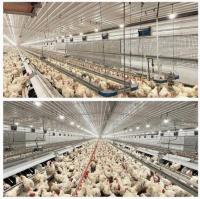 China Customizable Broiler Flat Rearing Equipment with Steel Frame, Natural and Artificial Lighting Options, and Wind and Rain Resistance for Large Poultry Farms for sale