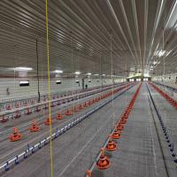 China Automatic Chicken Feeding Line with Anti-spillage Design, Hot-dip Galvanized Steel, and Precision Nipple Drinking for Poultry Breeding Equipment for sale