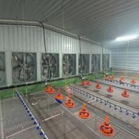 China Automatic Chicken Feeding Line with Anti-spillage Design, Hot-dip Galvanized Steel, and Precision Nipple Drinking for Poultry Breeding Equipment for sale