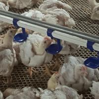 China Automatic Chicken Feeding Line with Anti-spillage Design, Hot-dip Galvanized Steel, and Precision Nipple Drinking for Poultry Breeding Equipment for sale