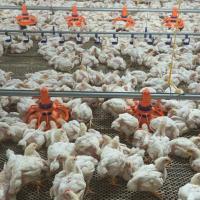 China Automatic Chicken Feeding Line with Anti-spillage Design, Hot-dip Galvanized Steel, and Precision Nipple Drinking for Poultry Breeding Equipment for sale