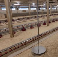 China Custom Hot-dip Galvanized Steel Poultry Farming Equipment with Fully Enclosed Conveying and Adjustable Ventilation for Chicken Farms for sale