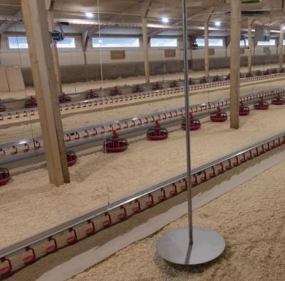 China Custom Hot-dip Galvanized Steel Poultry Farming Equipment with Fully Enclosed Conveying and Adjustable Ventilation for Chicken Farms for sale