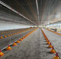 China Custom Hot-dip Galvanized Steel Poultry Farming Equipment with Fully Enclosed Conveying and Adjustable Ventilation for Chicken Farms for sale