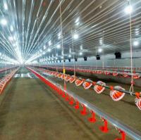 China Custom Hot-dip Galvanized Steel Poultry Farming Equipment with Fully Enclosed Conveying and Adjustable Ventilation for Chicken Farms for sale