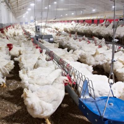 China Custom Automated Poultry Equipment with Automatic Pan Feeding System and High Temperature Resistance for Breeder System for sale