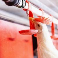 China Custom Automated Poultry Equipment with Automatic Pan Feeding System and High Temperature Resistance for Breeder System for sale