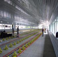 China Custom Automated Poultry Equipment with Automatic Pan Feeding System and High Temperature Resistance for Breeder System for sale