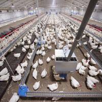 China Custom Automated Poultry Equipment with Automatic Pan Feeding System and High Temperature Resistance for Breeder System for sale