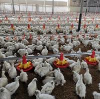 China Fully-Automatic Poultry Farm Equipment with Hot-Dip Galvanized Steel and Negative Pressure Ventilation for sale