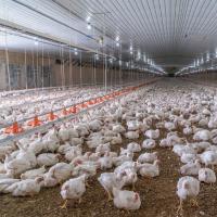 China Fully-Automatic Poultry Farm Equipment with Hot-Dip Galvanized Steel and Negative Pressure Ventilation for sale