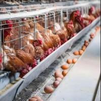China Hot-Dip Galvanized H-Type Battery Cage for Space-Saving Poultry Farming with Low Egg Breakage for sale