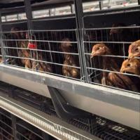 China Hot-Dip Galvanized Battery Chicken Cage with Automatic Feeding System and Customizable Dimensions for sale