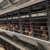 China Hot-Dip Galvanized Battery Chicken Cage with Automatic Feeding System and Customizable Dimensions for sale