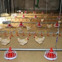 China Automatic Poultry Raising System with Galvanized Light Steel Frames and Hot-dip Galvanized Steel for Chicken Broiler Farm Equipment for sale