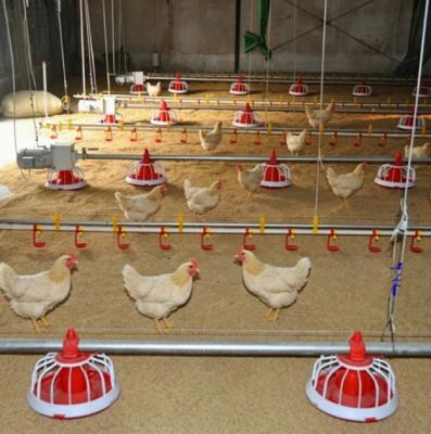 China Automatic Poultry Raising System with Galvanized Light Steel Frames and Hot-dip Galvanized Steel for Chicken Broiler Farm Equipment for sale